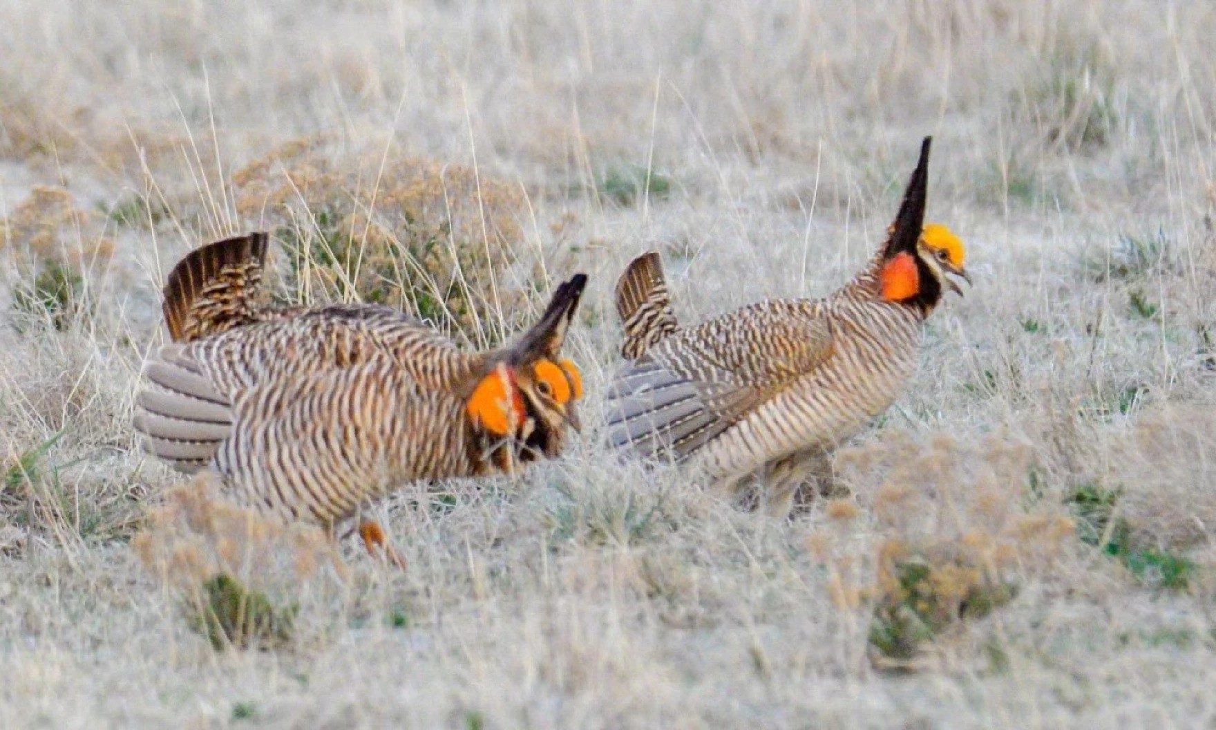 Kansas lesser prairie chicken loses endangered species act protections ...